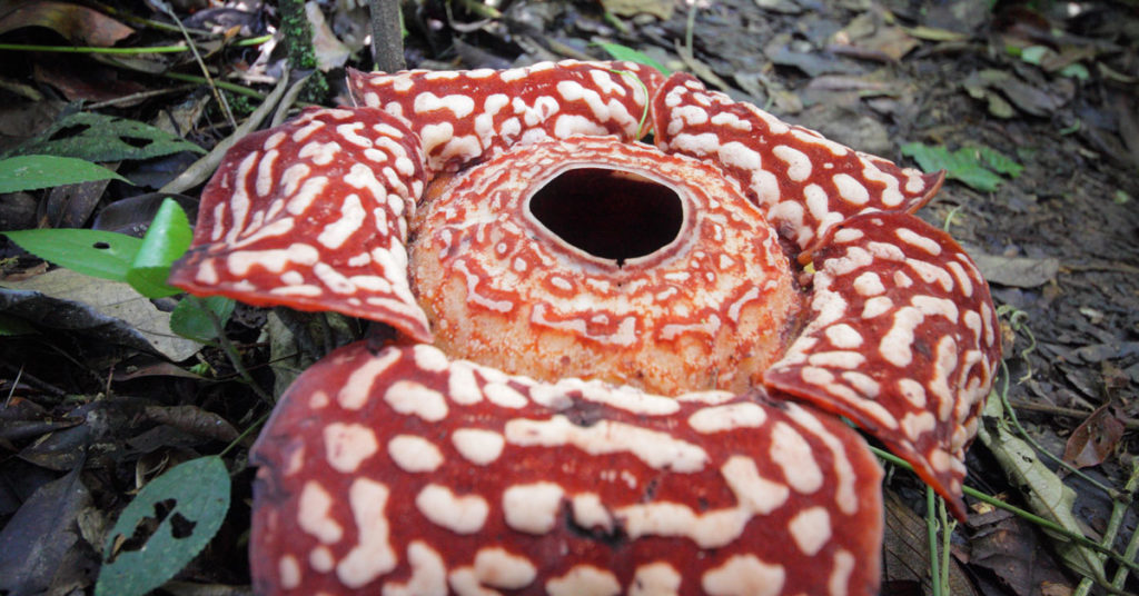 Tumbuhan Langka Dilindungi yang Kita Perlu Tahu – KitaCerdas.com