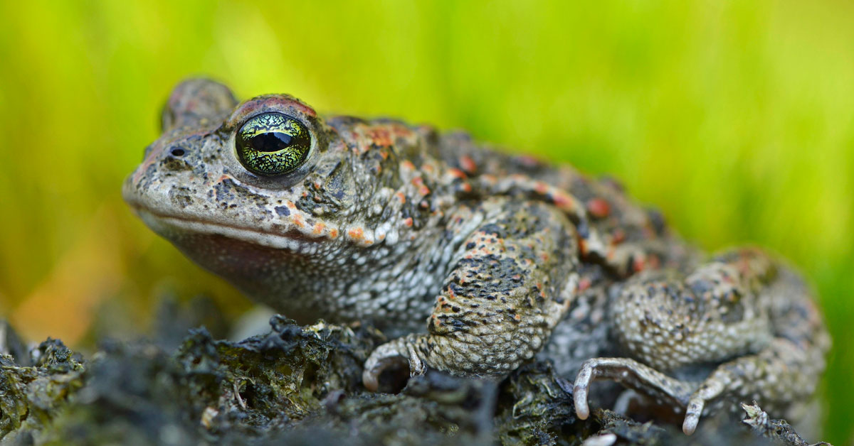 Apa Bedanya Katak Dan Kodok? Berikut 10 Fakta Menariknya | KitaCerdas.com