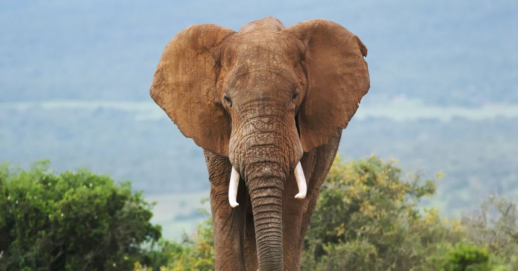 Daftar Hewan Terbesar di Dunia - KitaCerdas.com