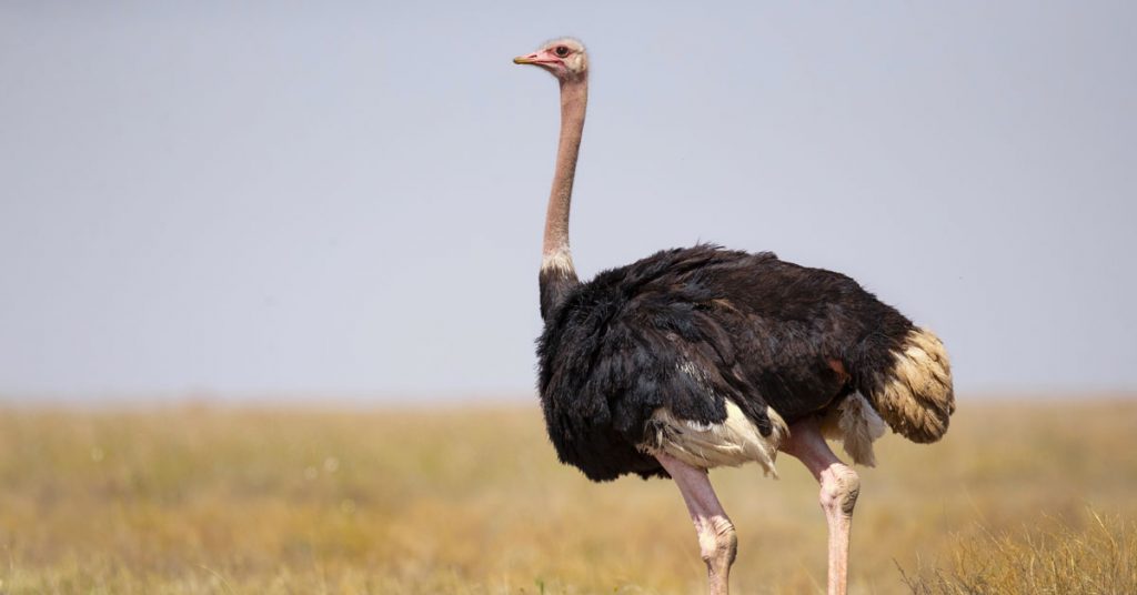 Daftar Hewan Terbesar di Dunia - KitaCerdas.com