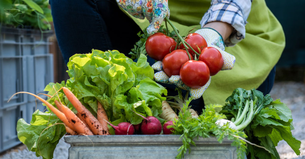 Pertanian Organik: Langkah Awal Hidup Sehat Dan Ramah Lingkungan ...