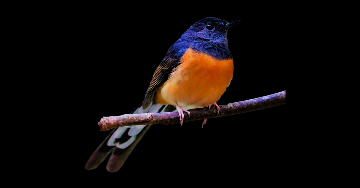 Semua Fakta Menarik yang Wajib Kamu Tahu Seputar Burung Murai Batu ...