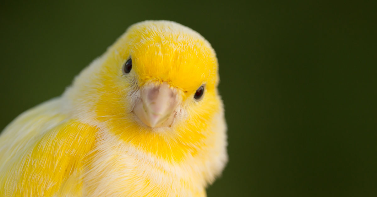 Semua Fakta Menarik yang Wajib Kamu Tahu Seputar Burung Kenari ...