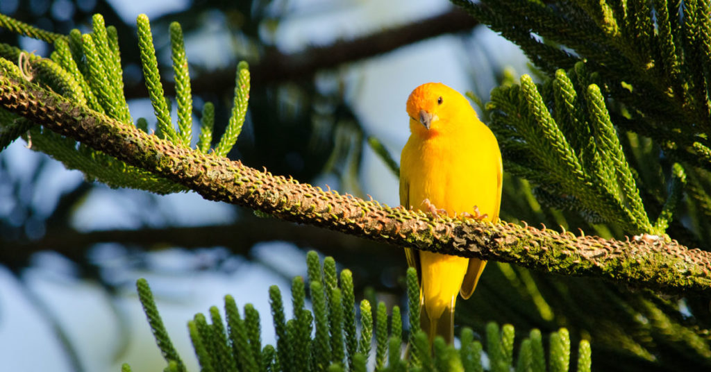 Semua Fakta Menarik yang Wajib Kamu Tahu Seputar Burung Kenari ...