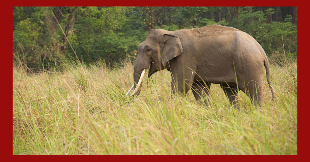 Fakta Lengkap Tentang Hewan Mamalia yang Penting Kamu Tahu ...