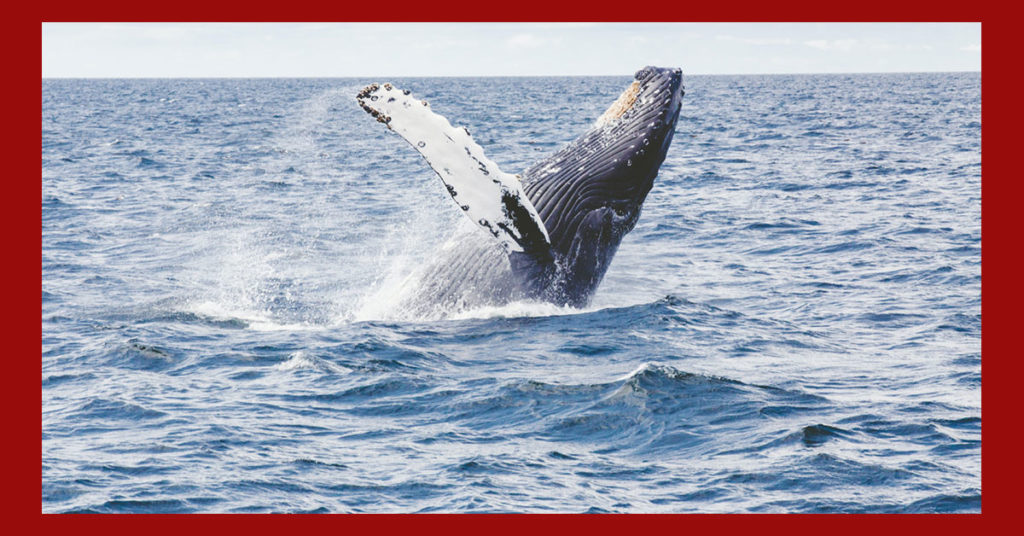 Fakta Lengkap Tentang Hewan Mamalia yang Penting Kamu Tahu ...